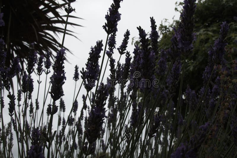 Lavender Flowers in the Wind Stock Photo - Image of flowers, green ...