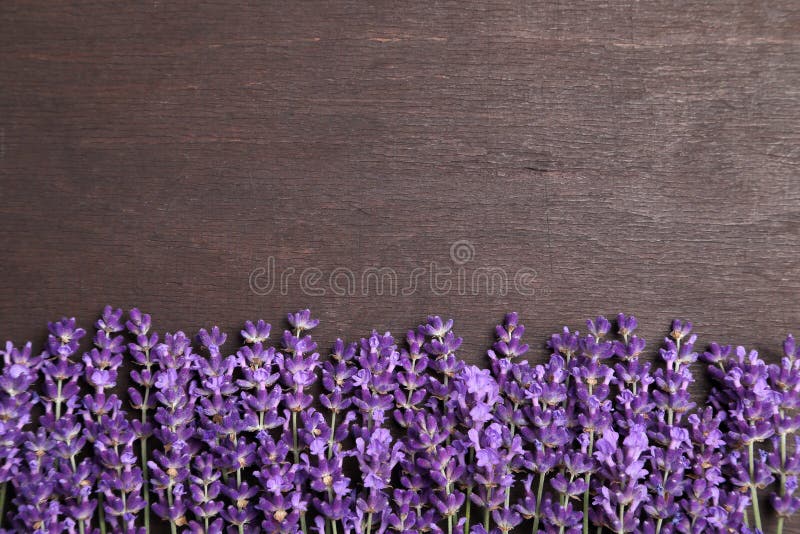 Frame with lavender stock photo. Image of background - 32488362