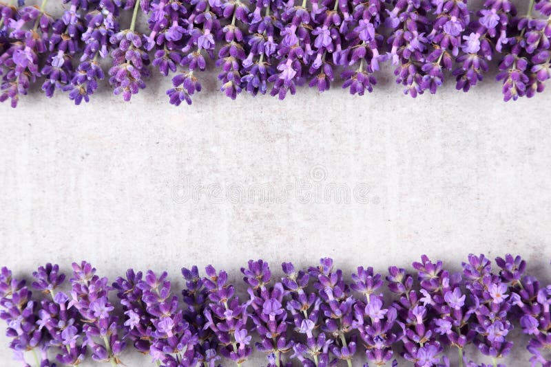 Frame with lavender stock photo. Image of background - 32488362