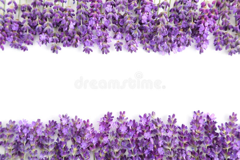 Frame with lavender stock photo. Image of background - 32488362