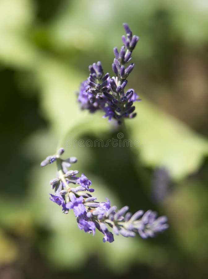 Tiny lavender stock photo. Image of relaxing, scent, aromatic - 181446