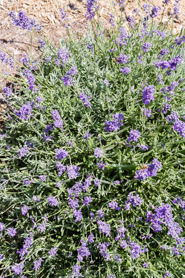 Lavender stock image. Image of colorado, blooming, butte - 32548889