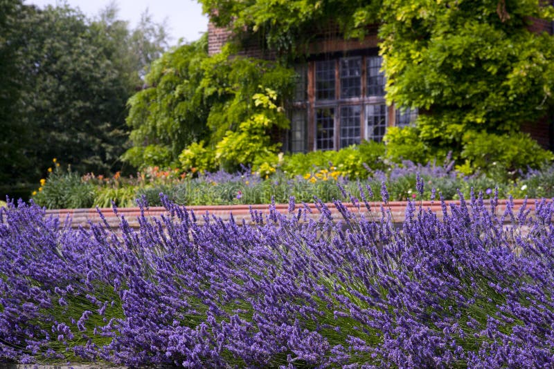 Lavender Garden stock image. Image of apothecary, organic - 29573833