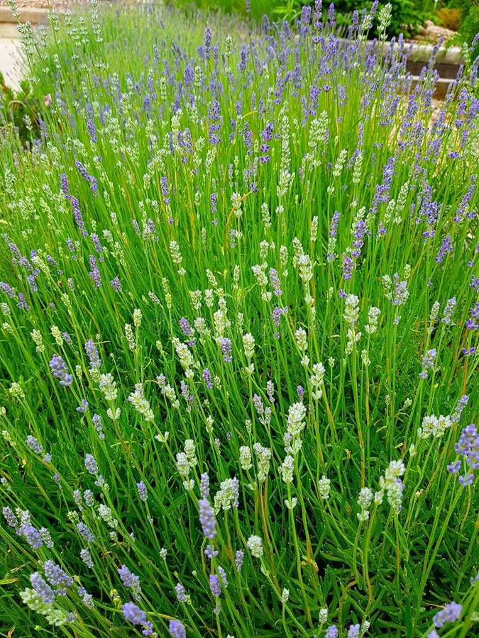 Lavender stock image. Image of garden, bloom, plant, lavender - 98404033