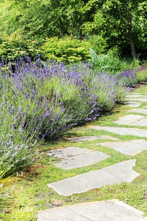 Garden path stock image. Image of walkway, greenery, shrubs - 14801531