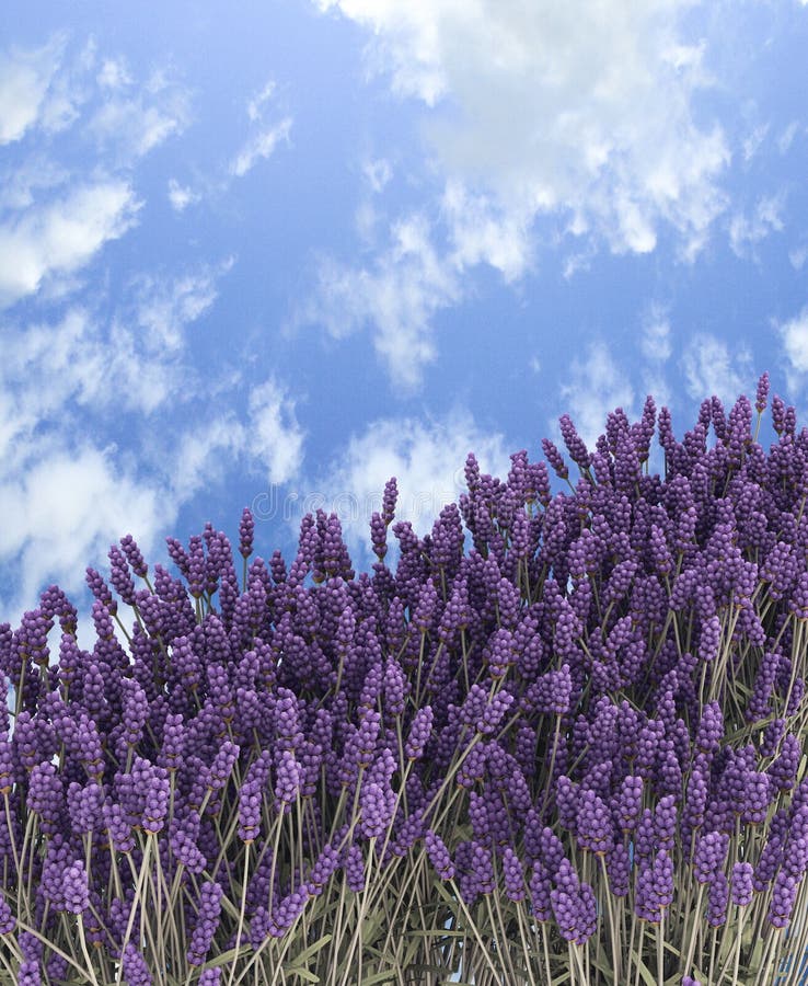 Zen garden. stock photo. Image of dream, white, bush, spring - 7248870