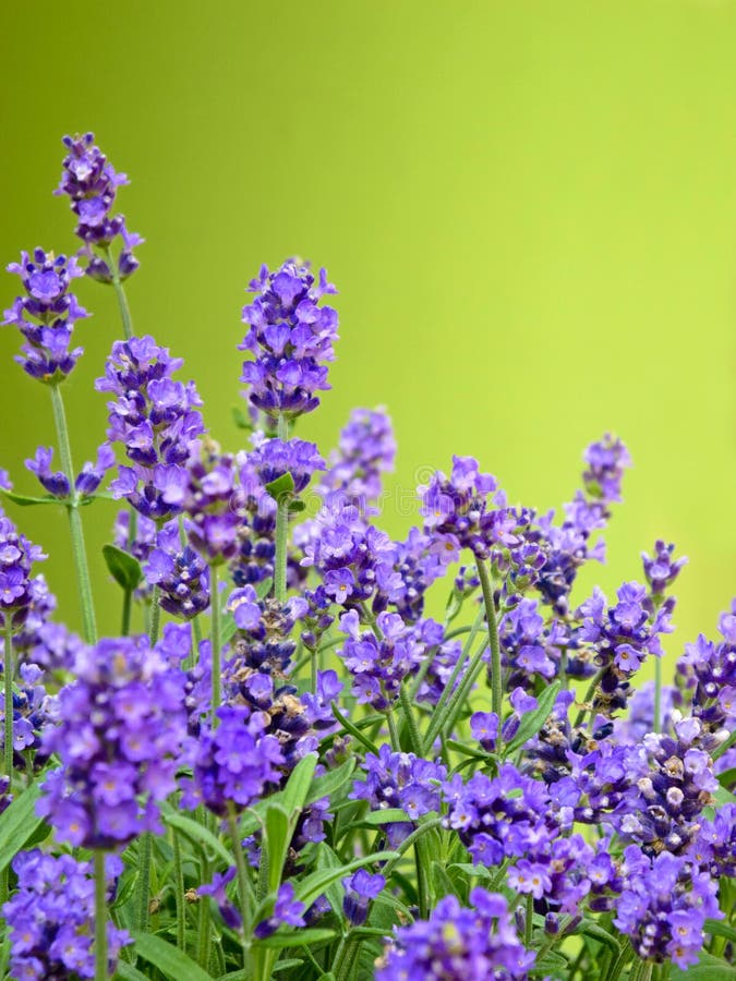 Lavender stock image. Image of lavender, outdoors, gardening - 15048729