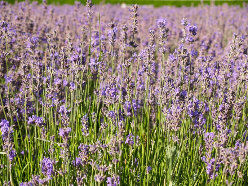 Lavender Growing Densely with Purple Flower Stock Photo - Image of ...