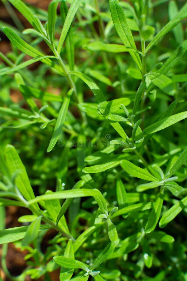 Lavender stock image. Image of hobby, natural, bright - 150746253