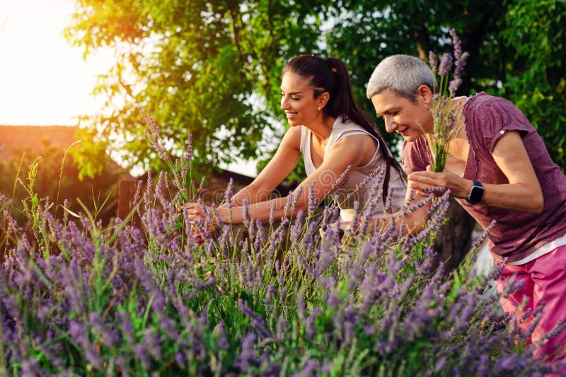 Lavender Harvesting. Mother and Daughter Picking Lavender Flowers Stock ...