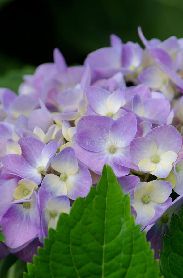 Lavender hydrangea stock photo. Image of plant, fragrant - 32257664