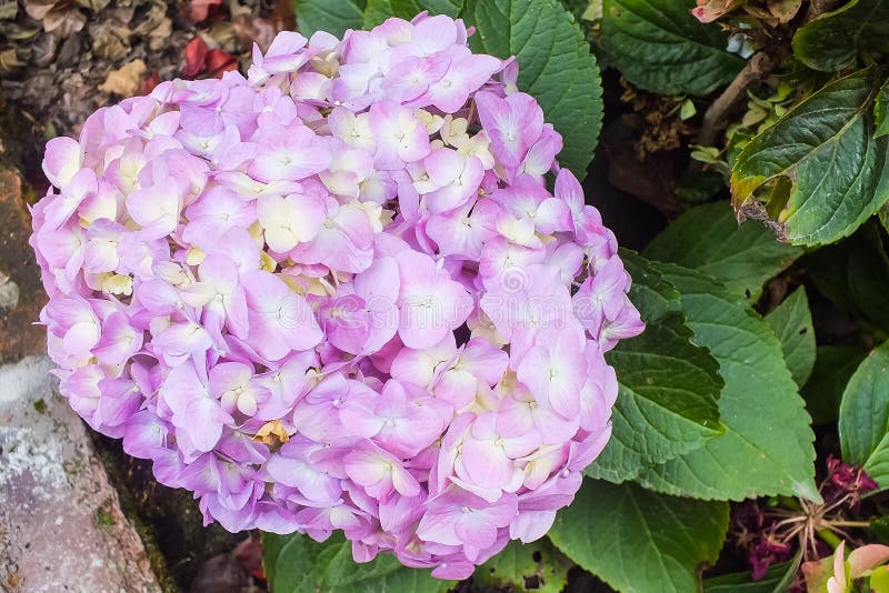Lavender hydrangea stock photo. Image of plant, fragrant - 32257664