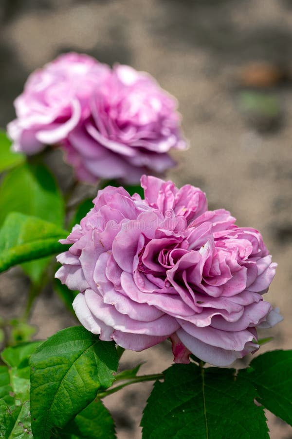 Lavender ice rose stock photo. Image of purple, garden - 287763676