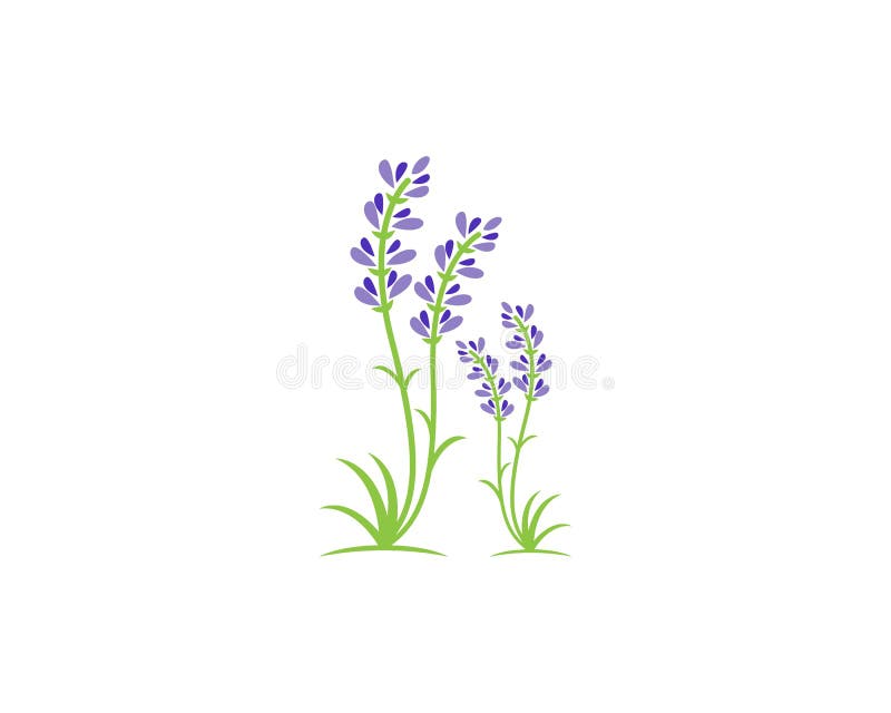 Lavender Icon Logo Design Vector Template Illustration Stock Vector ...