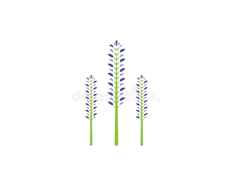 Lavender Icon and Symbol Vector Template Illustration Stock Vector ...