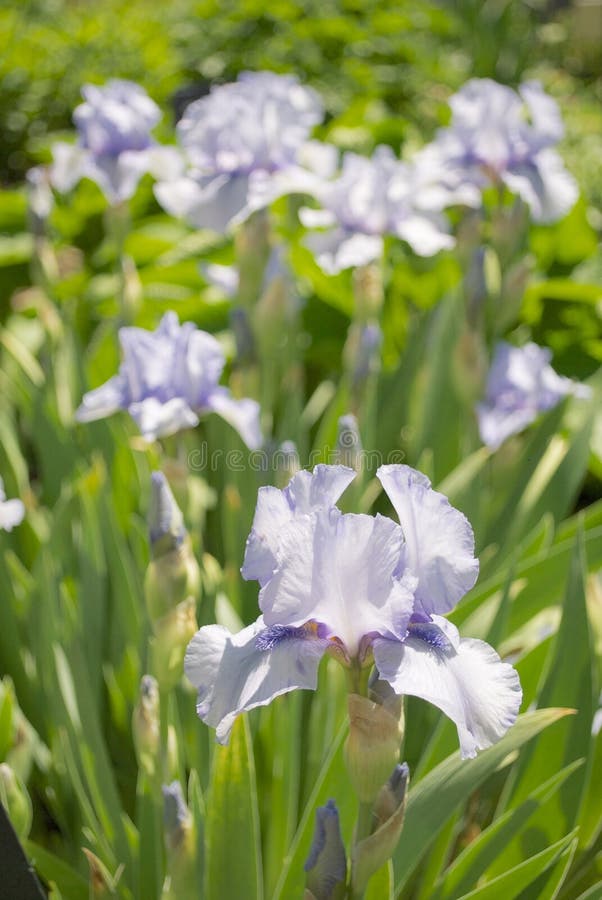 Lavender and red Iris stock photo. Image of flowers, botanical - 14260926