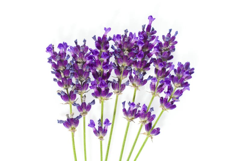 Lavender isolated on white stock photo. Image of herb - 20102624