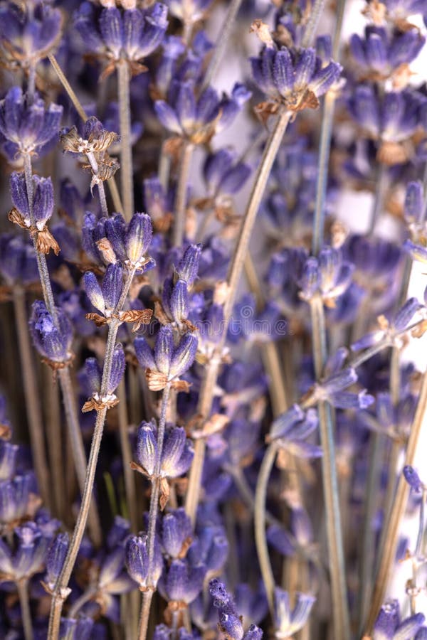 Lavender Isolated on White Background. Clipping Path Stock Image ...