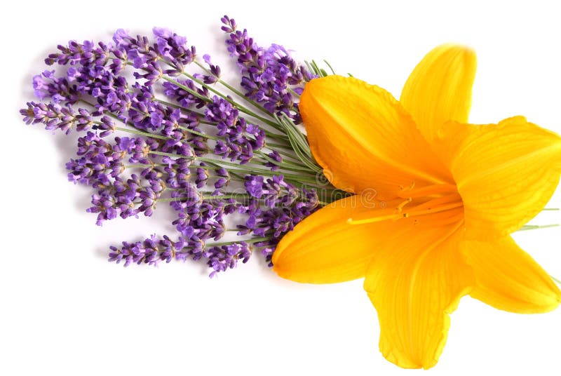 Lavender and lily stock image. Image of herb, flora - 226917157