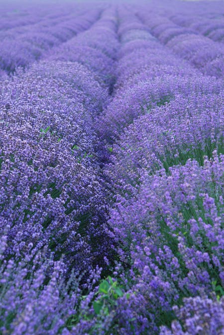 Lavender lines stock image. Image of herb, purple, perfume - 5439827