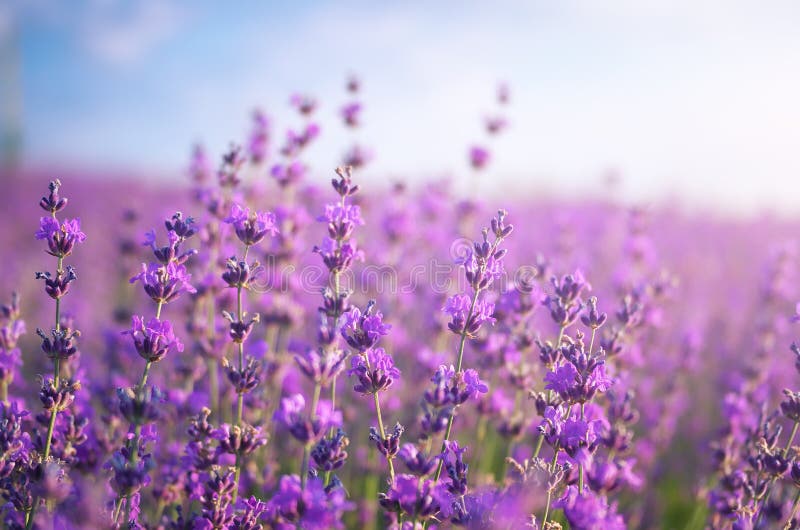 Lavender meadow stock image. Image of bunch, bush, aroma - 71836677