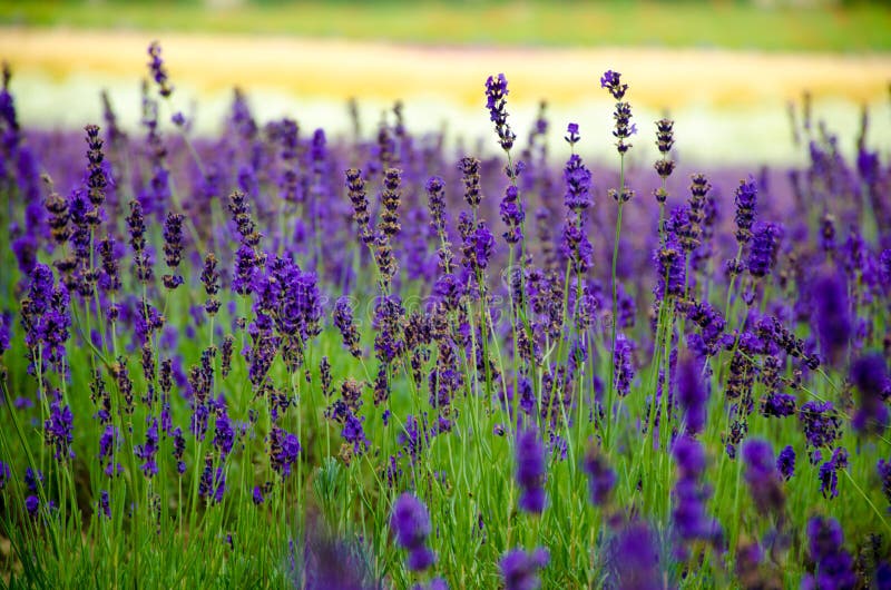 Lavender meadow in garden stock photo. Image of blooming - 43006990
