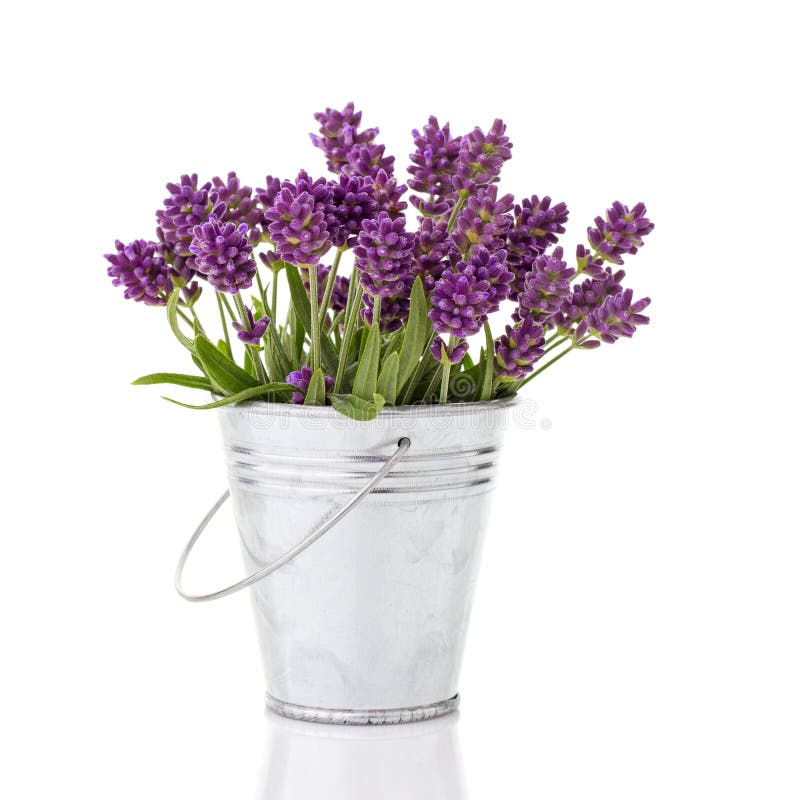 Lavender in a metal bucket stock image. Image of organic - 30690483