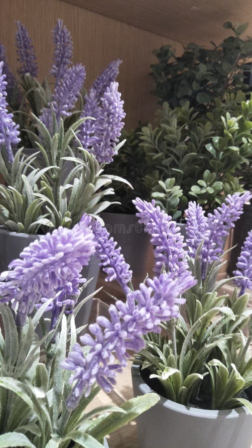 Lavender mini soft purple stock photo. Image of vegetable - 217092476