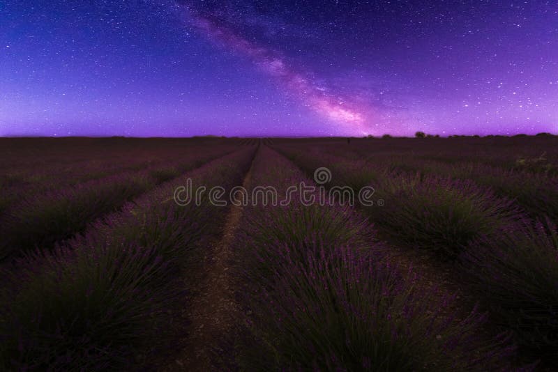 Lavender at night stock image. Image of valensole, night - 96427293
