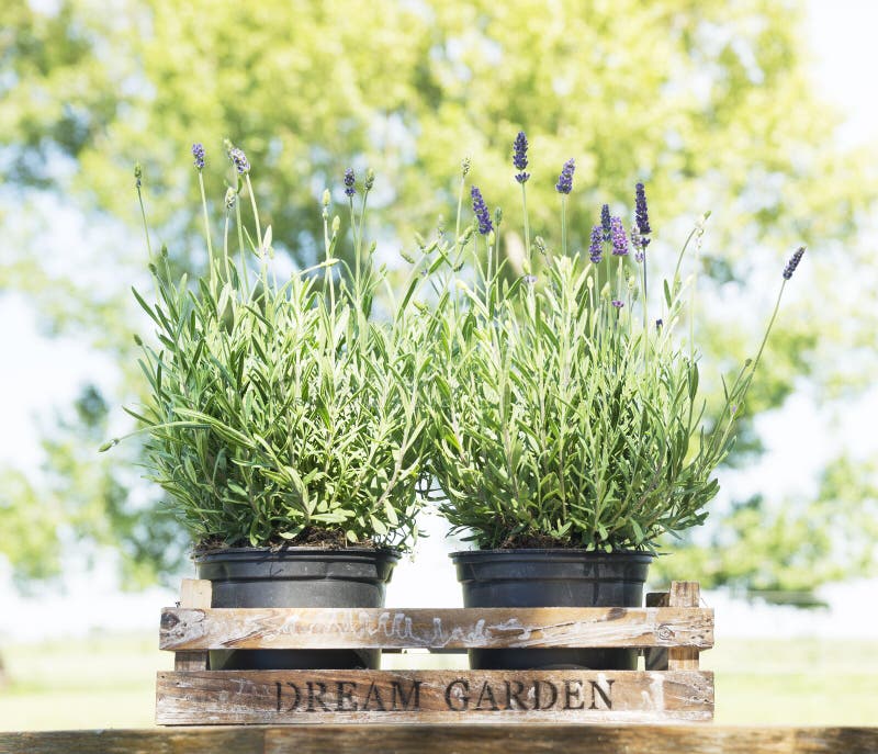 Lavender in Old Wooden Box on Table in Garden Stock Image - Image of ...