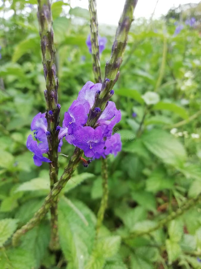 Lavender perennial flowers stock image. Image of produce - 193267113