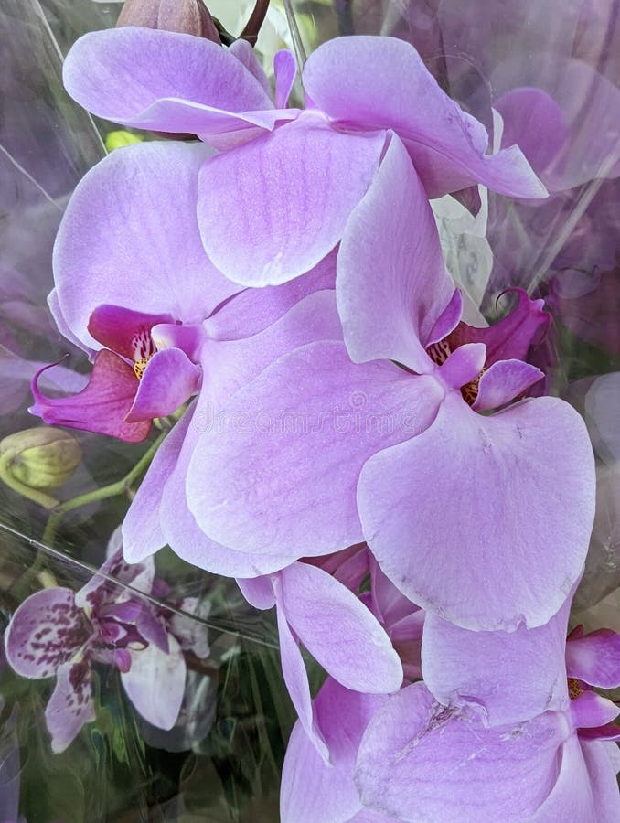 Phalaehalaenopsis Orchids Stock Photos - Free & Royalty-Free Stock Photos from Dreamstime