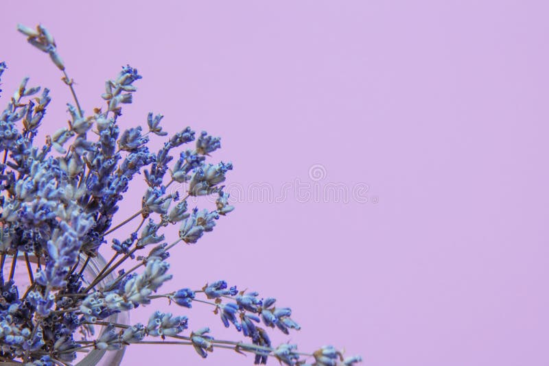 Lavender on a Pink Background Stock Photo - Image of floral, blossom ...