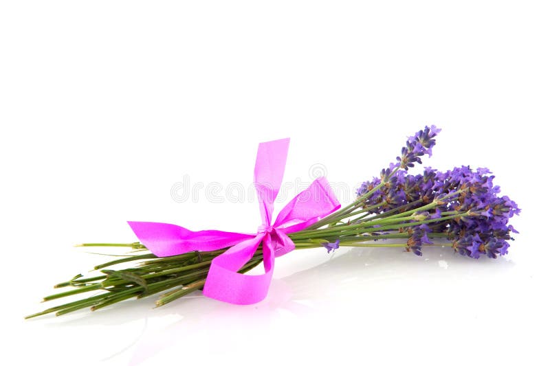 Lavender with pink bow stock photo. Image of purple, sprigs - 10465814