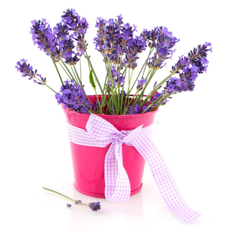 Lavender in pink bucket stock photo. Image of pink, french - 10465808