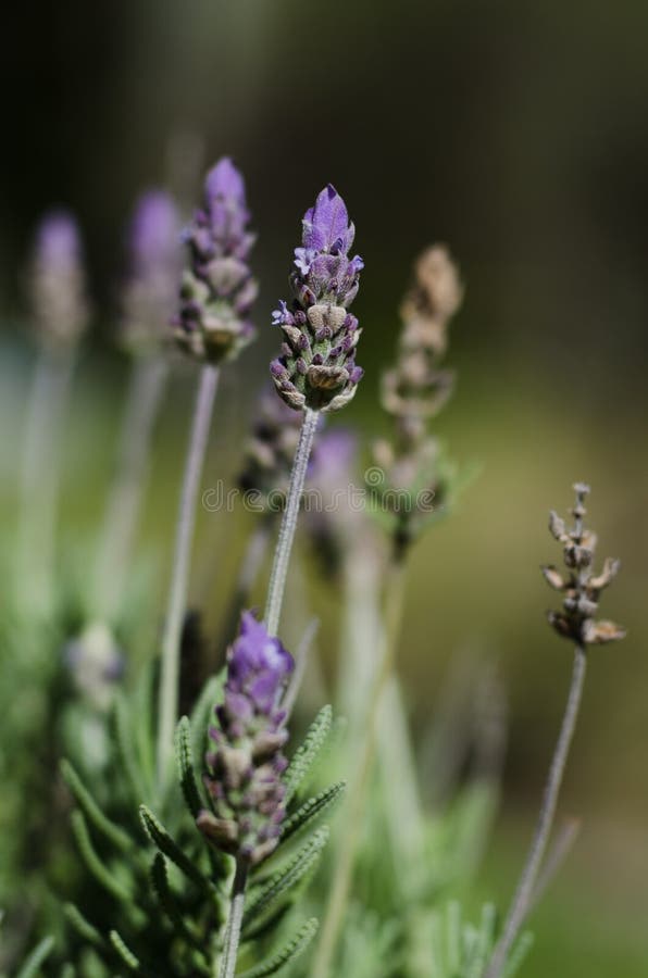 Lavender stock image. Image of plant, macro, field, botanical - 89827137