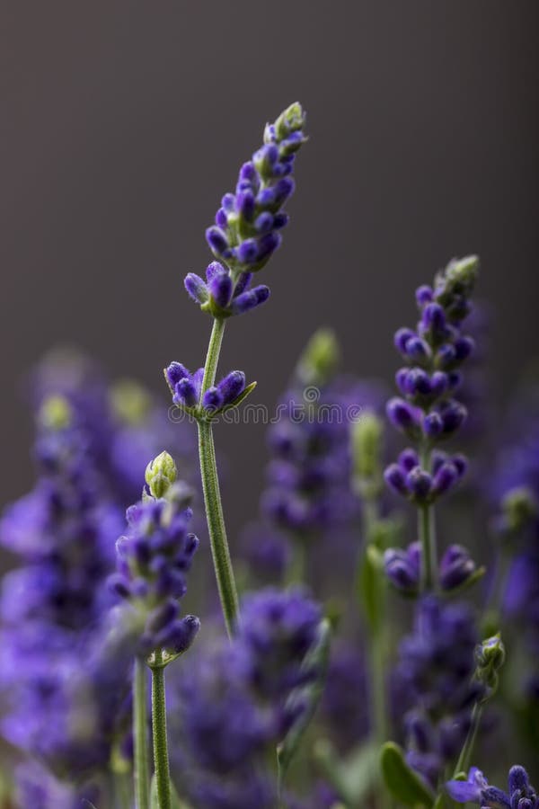 Lavender plant stock image. Image of aroma, aromatherapy - 125025281