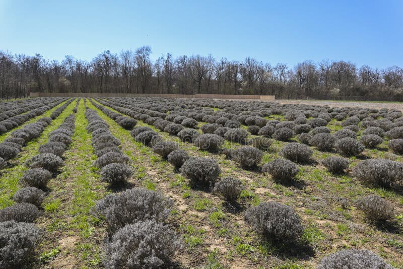 Lavender Plantation in Early Spring Stock Image - Image of shrubs ...
