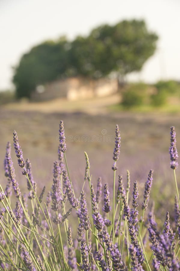 Lavender Plants Growing in a Field with a Small Building in the ...