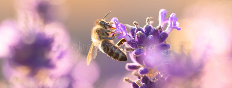 Lavender Pollination: Bee among the Blossoms Stock Image - Image of ...