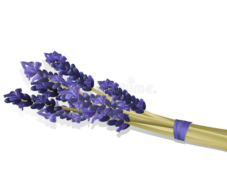 Lavender Sprig Stock Illustrations – 6,165 Lavender Sprig Stock ...