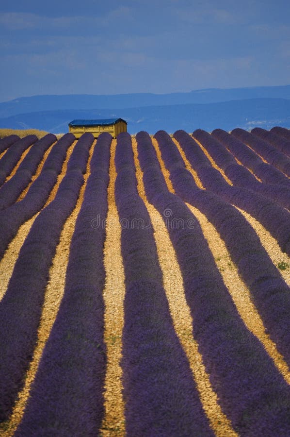 Provence Lavender postcard stock image. Image of flowers - 33212583