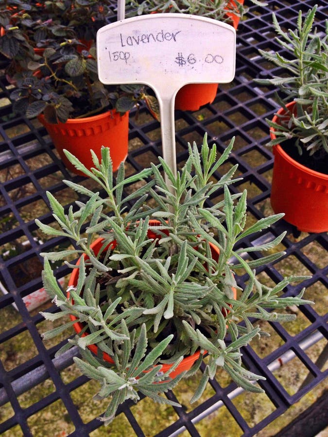 Lavender - potted plant stock image. Image of potted - 66413327