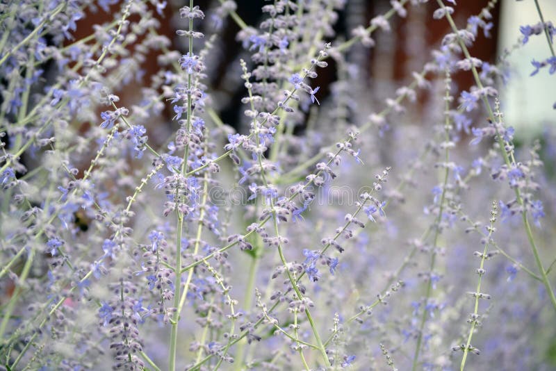 Lavender stock photo. Image of flower, floral, macro - 32835260