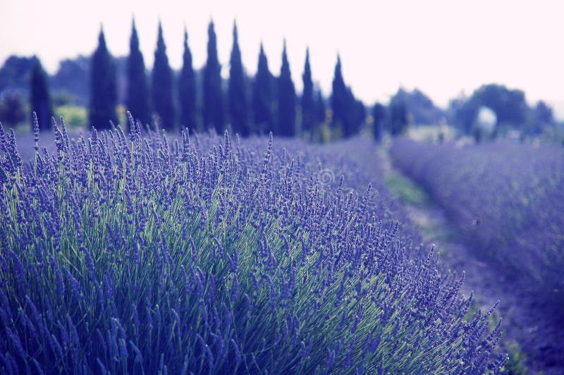 Lavender in Provence stock photo. Image of botany, fields - 26677904
