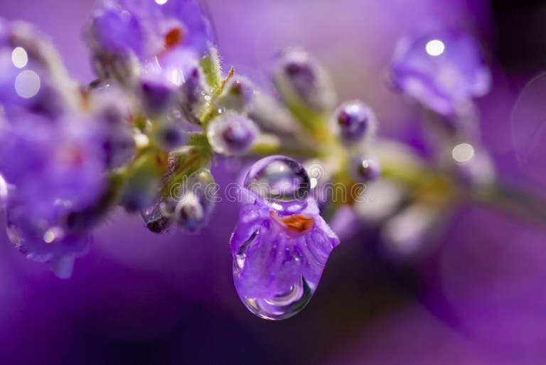 Lavender Rain stock image. Image of flora, lavender, closeup - 10160263