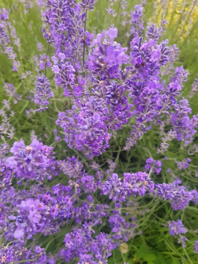 Lavender in the rain. stock image. Image of green, summer - 223477717