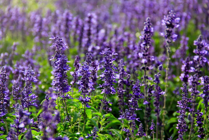 Lavender in the Rain stock photo. Image of beautiful - 46350202