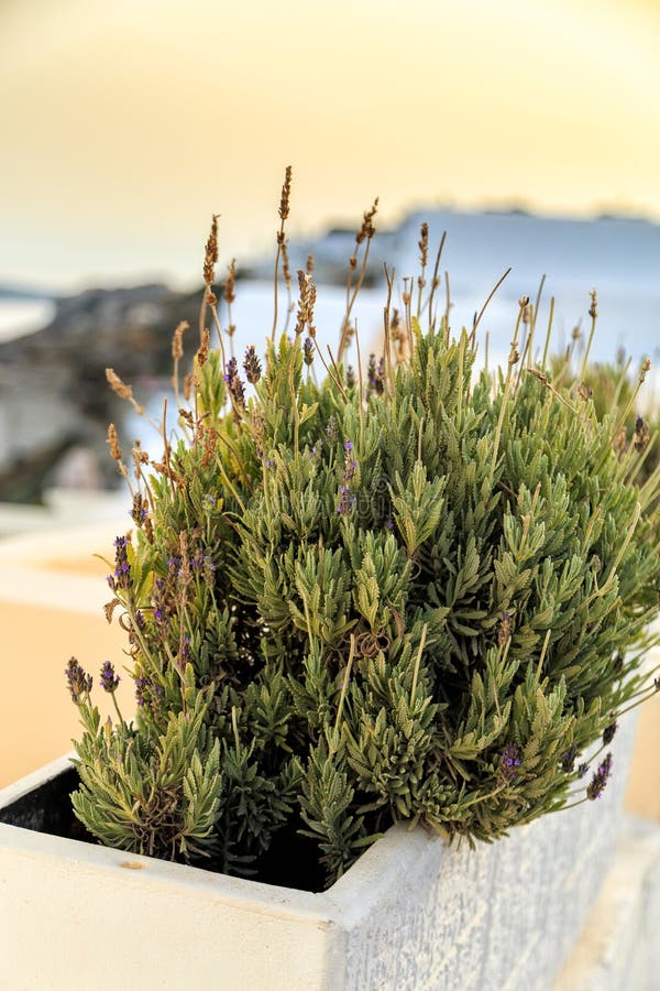 Lavender in the Rays of the Setting Sun on Santorini Stock Image ...