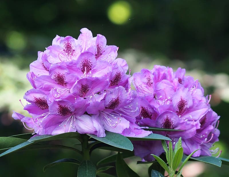 Lavender Rhododendron in Bloom Stock Photo - Image of pretty, botany ...
